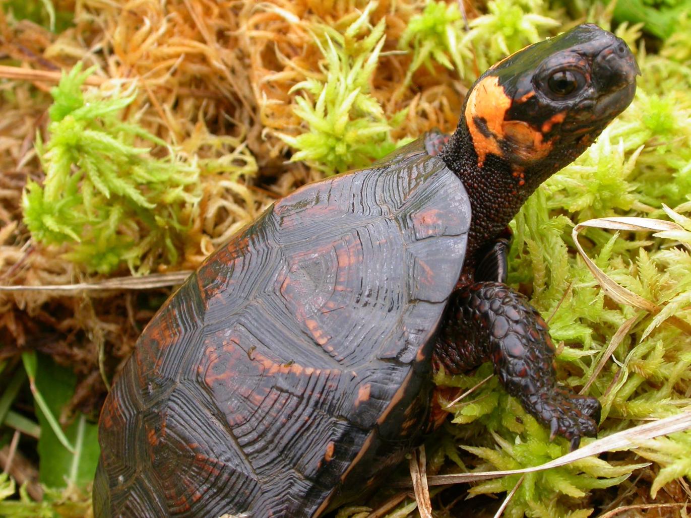 Bog Turtle | NC Wildlife
